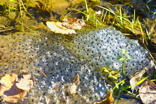 「Froschlaich」の画像 - 513 件の Stock 写真、ベクターおよびビデオ | Adobe Stock