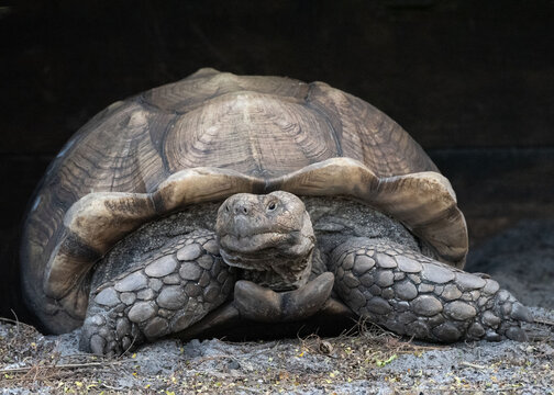 Forelegs Images – Browse 3,994 Stock Photos, Vectors, and Video | Adobe ...