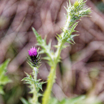 Imágenes de Cardus: descubre bancos de fotos, ilustraciones, vectores y ...
