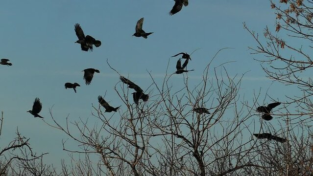 "Bare Tree" Images – Browse 16,650 Stock Photos, Vectors, and Video ...