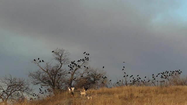 Wildbirds Images – Browse 450 Stock Photos, Vectors, and Video | Adobe ...