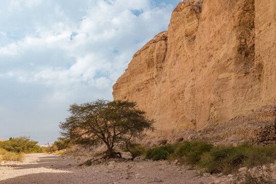 Acacia Tree Israel Images – Browse 1,743 Stock Photos, Vectors, and ...