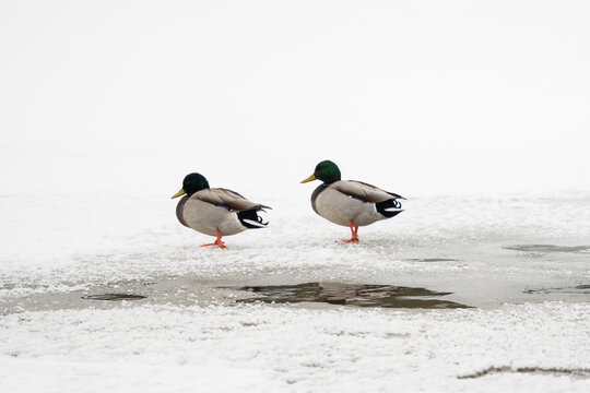 "Ducks On Ice" Images – Browse 73 Stock Photos, Vectors, and Video ...
