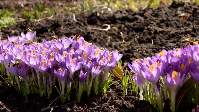 Crocus Video Footage – Browse 7,859 HD Stock Video and Footage | Adobe ...