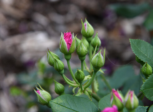 "Baby Rose" Images – Browse 27,654 Stock Photos, Vectors, and Video ...