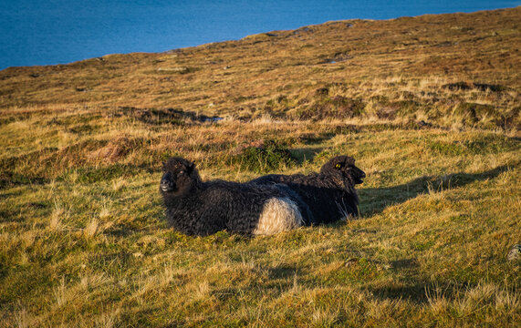 รูปภาพBaa-Lamb – เลือกดูภาพถ่ายสต็อก เวกเตอร์ และวิดีโอ387 | Adobe Stock