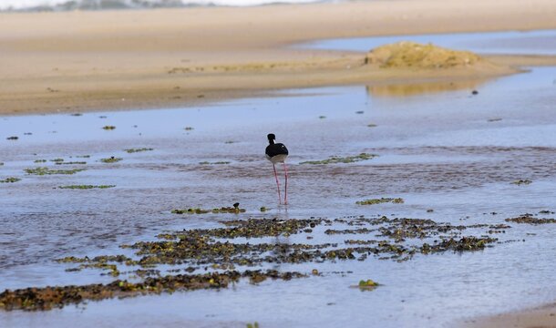 「Piru-Piru」の写真素材 | 11件の無料イラスト画像 | Adobe Stock