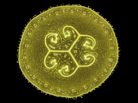 รูปภาพChloroplast – เลือกดูภาพถ่ายสต็อก เวกเตอร์ และวิดีโอ4,672 | Adobe ...