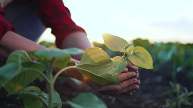 "Hands Unity" Images – Browse 32 Stock Photos, Vectors, and Video ...