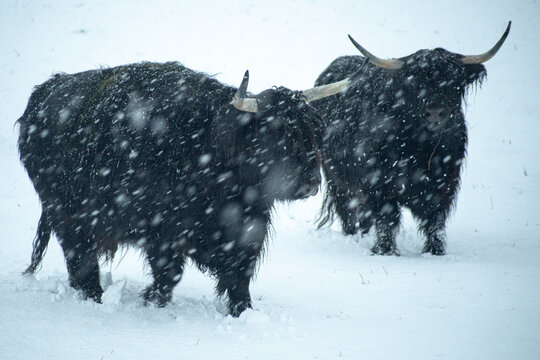 Kuh-Fell Bilder – Durchsuchen 89,368 Archivfotos, Vektorgrafiken und ...