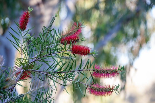 "Australian Flora" Images – Browse 5,598 Stock Photos, Vectors, and ...