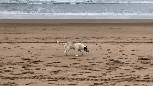 "Dog Pooping" Billeder – Gennemse 573 stockfotos, vektorer og videoer ...