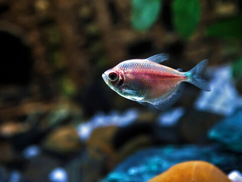 รูปภาพ"Glassfish – เลือกดูภาพถ่ายสต็อก เวกเตอร์ และวิดีโอ1,561 | Adobe ...