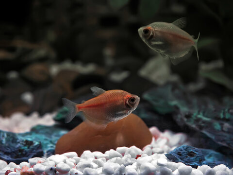 รูปภาพ"Glassfish – เลือกดูภาพถ่ายสต็อก เวกเตอร์ และวิดีโอ1,561 | Adobe ...