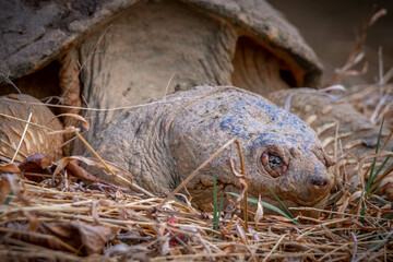 20+ Free Snapping Turtle Images & Pictures - Pikwizard