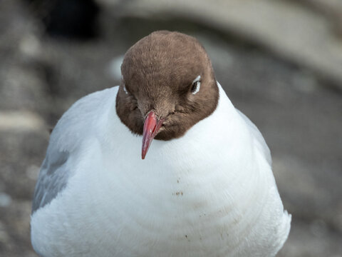 Lach bilder – Bläddra bland 12,600 stockfoton, vektorer och videor ...