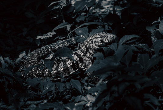 "Salvator Merianae" Images – Browse 416 Stock Photos, Vectors, and ...