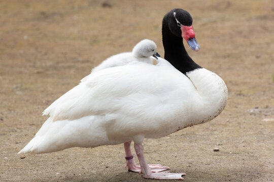 Black Necked Swan
