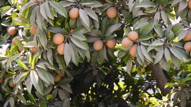 Chiku Images – Browse 10,190 Stock Photos, Vectors, and Video | Adobe Stock