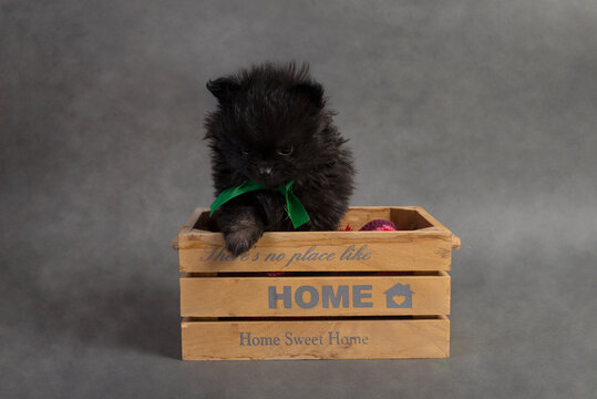 Shpitz Images – Browse 347 Stock Photos, Vectors, and Video | Adobe Stock