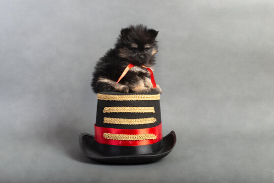 Shpitz Images – Browse 347 Stock Photos, Vectors, and Video | Adobe Stock