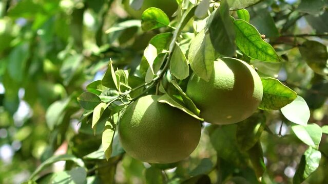 Trree 影像 – 瀏覽 272 個素材庫相片、向量圖和影片 | Adobe Stock