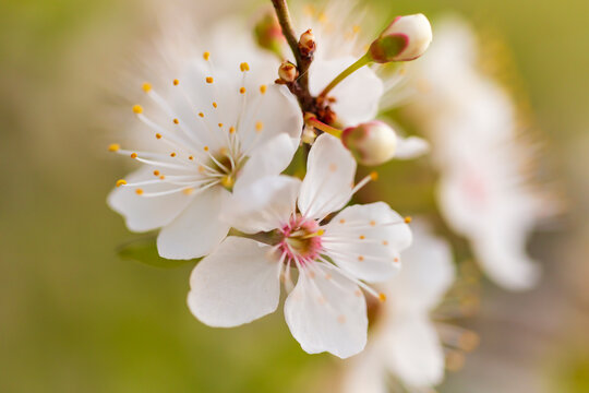 Gilly Images – Browse 239 Stock Photos, Vectors, and Video | Adobe Stock