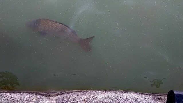 Ostariophysi Images – Browse 23 Stock Photos, Vectors, and Video ...