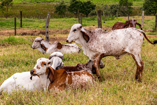 Girolando Cattle