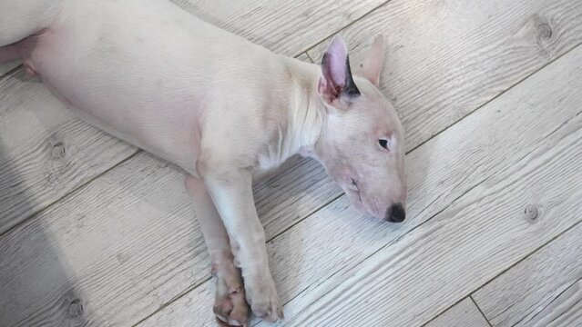 What Breed Of Dog Is Chico From Next Friday