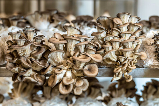 「Edelpilz」の写真素材 | 1,143件の無料イラスト画像 | Adobe Stock