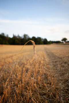 Weizenpflanze Images – Browse 25 Stock Photos, Vectors, and Video ...