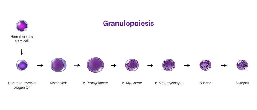 Myelocyte And Metamyelocyte