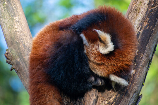 Red Panda Curled Up