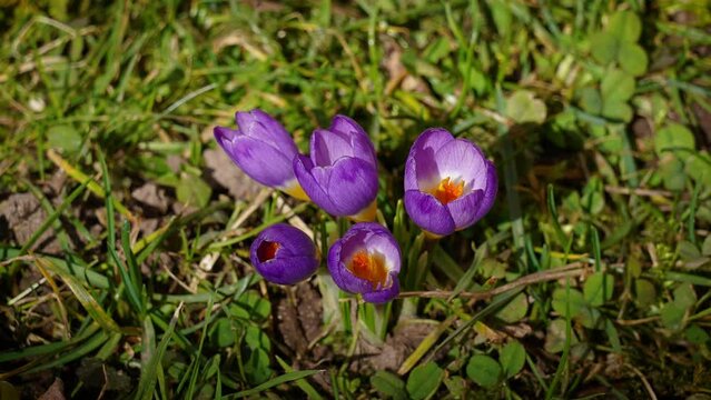 Crocus Video Footage – Browse 5,808 HD Stock Video and Footage | Adobe ...