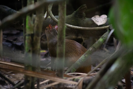 รูปภาพSereque – เลือกดูภาพถ่ายสต็อก เวกเตอร์ และวิดีโอ1,698 | Adobe Stock