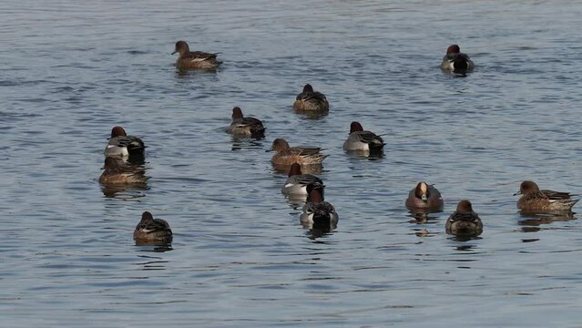 Ente Video-Footage – Durchsuchen 7,158 HD-Archivvideos und Footage ...