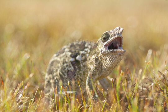 "Funny Lizard"-Bilder: Stock-Fotos & -Videos. | Adobe Stock