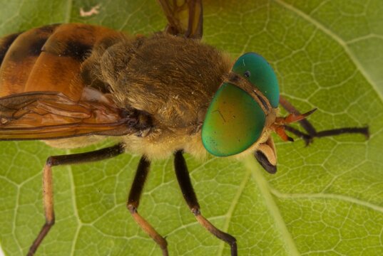 Tafano Images – Browse 46 Stock Photos, Vectors, and Video | Adobe Stock