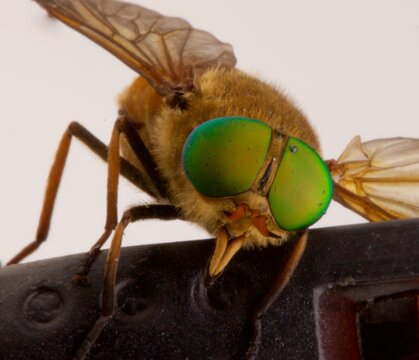 Tafano Images – Browse 46 Stock Photos, Vectors, and Video | Adobe Stock