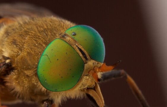 Tafano Images – Browse 46 Stock Photos, Vectors, and Video | Adobe Stock