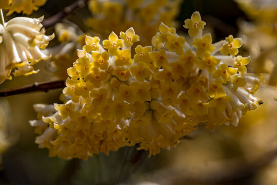"Paper Bush" Bilder – Durchsuchen 478 Archivfotos, Vektorgrafiken und ...