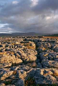 Gryke bilder – Bläddra bland 7,480 stockfoton, vektorer och videor ...