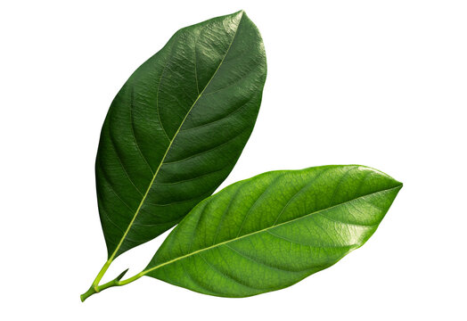 Jackfruit Tree Leaves