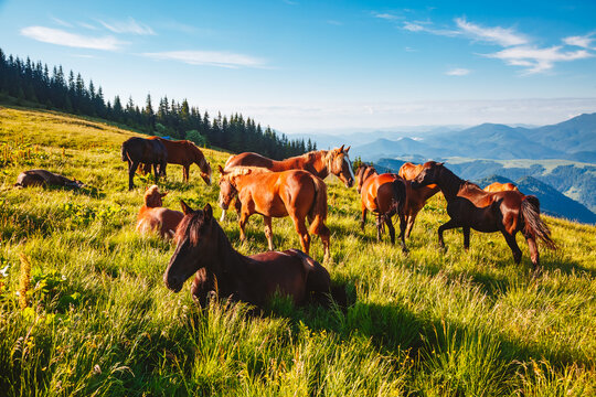 Splendid Images – Browse 432,413 Stock Photos, Vectors, and Video ...