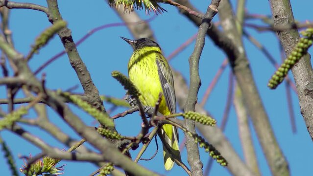 Pirole Bilder – Durchsuchen 7,500 Archivfotos, Vektorgrafiken und ...