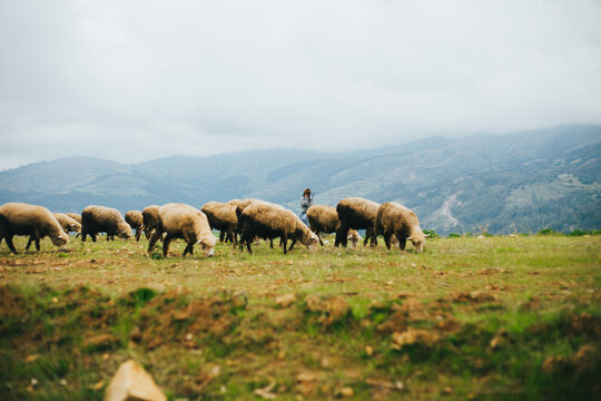 รูปภาพCarneros – เลือกดูภาพถ่ายสต็อก เวกเตอร์ และวิดีโอ219 | Adobe Stock