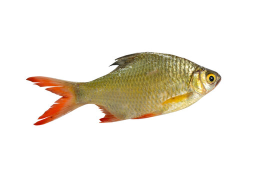 Silver Barb"」の写真素材 | 127件の無料イラスト画像 | Adobe Stock