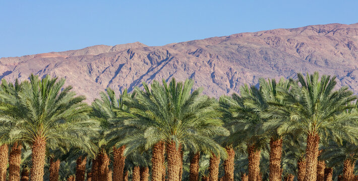 "Date Trees" Images – Browse 333 Stock Photos, Vectors, and Video ...