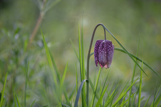 รูปภาพKockavica – เลือกดูภาพถ่ายสต็อก เวกเตอร์ และวิดีโอ2,843 | Adobe Stock
